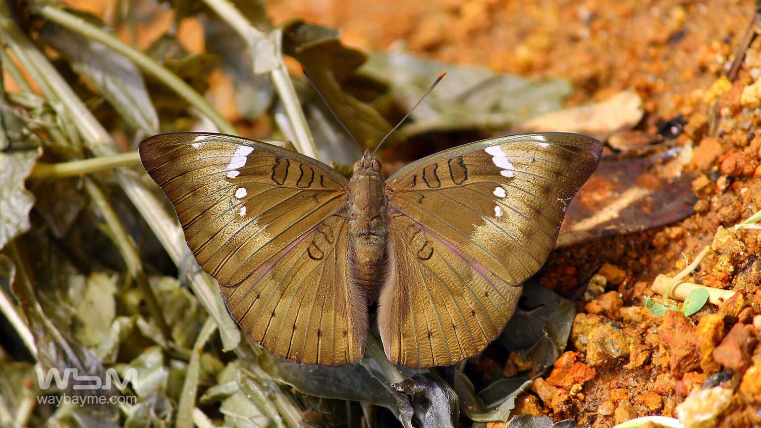 Butterflies of Kerala
