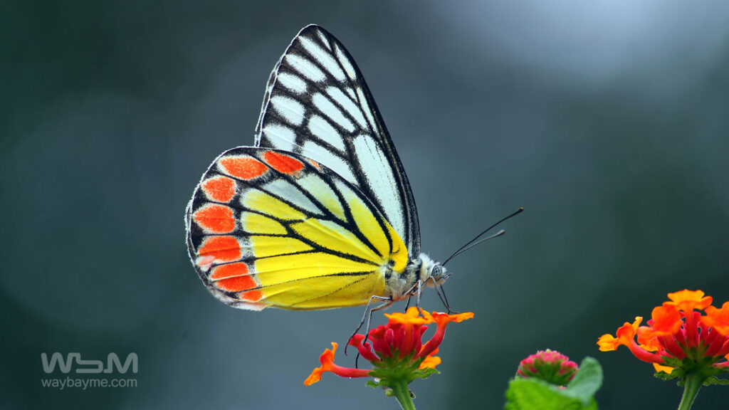 Butterflies of Kerala