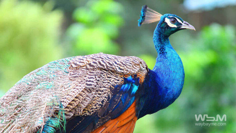 Birds of Kerala