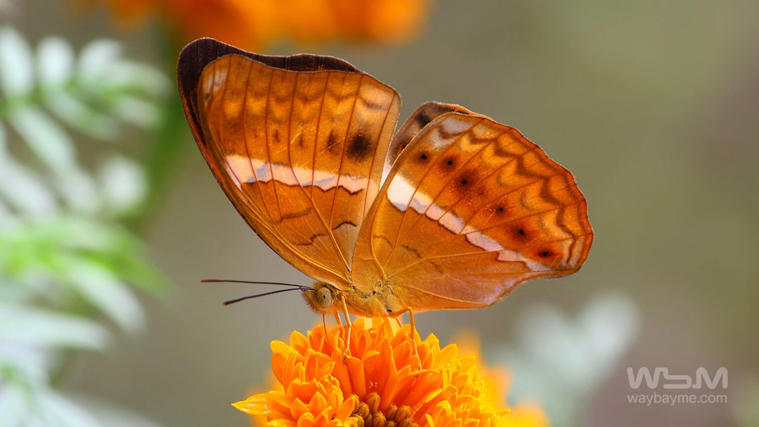 Butterflies of Kerala