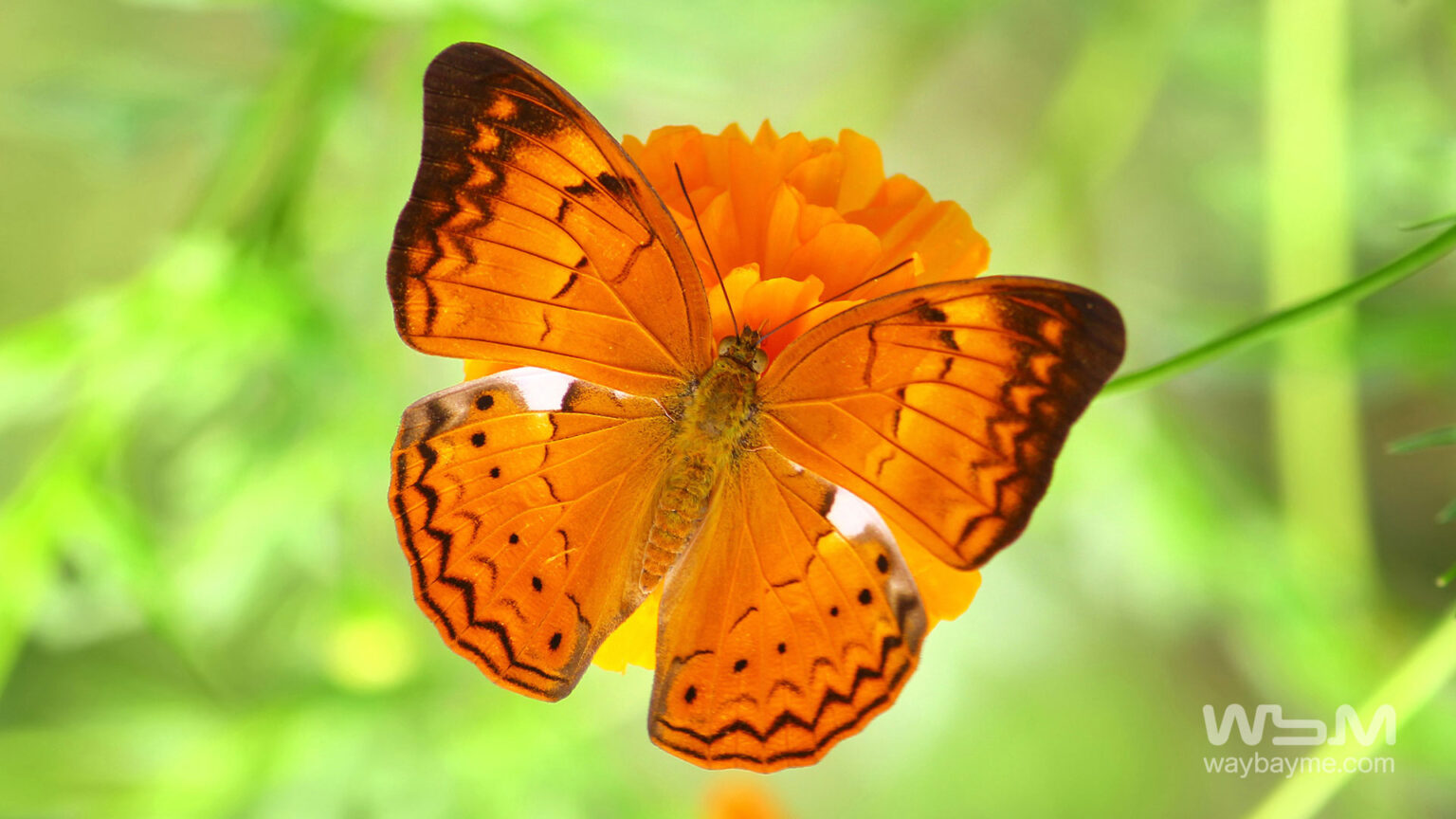 Butterflies of Kerala