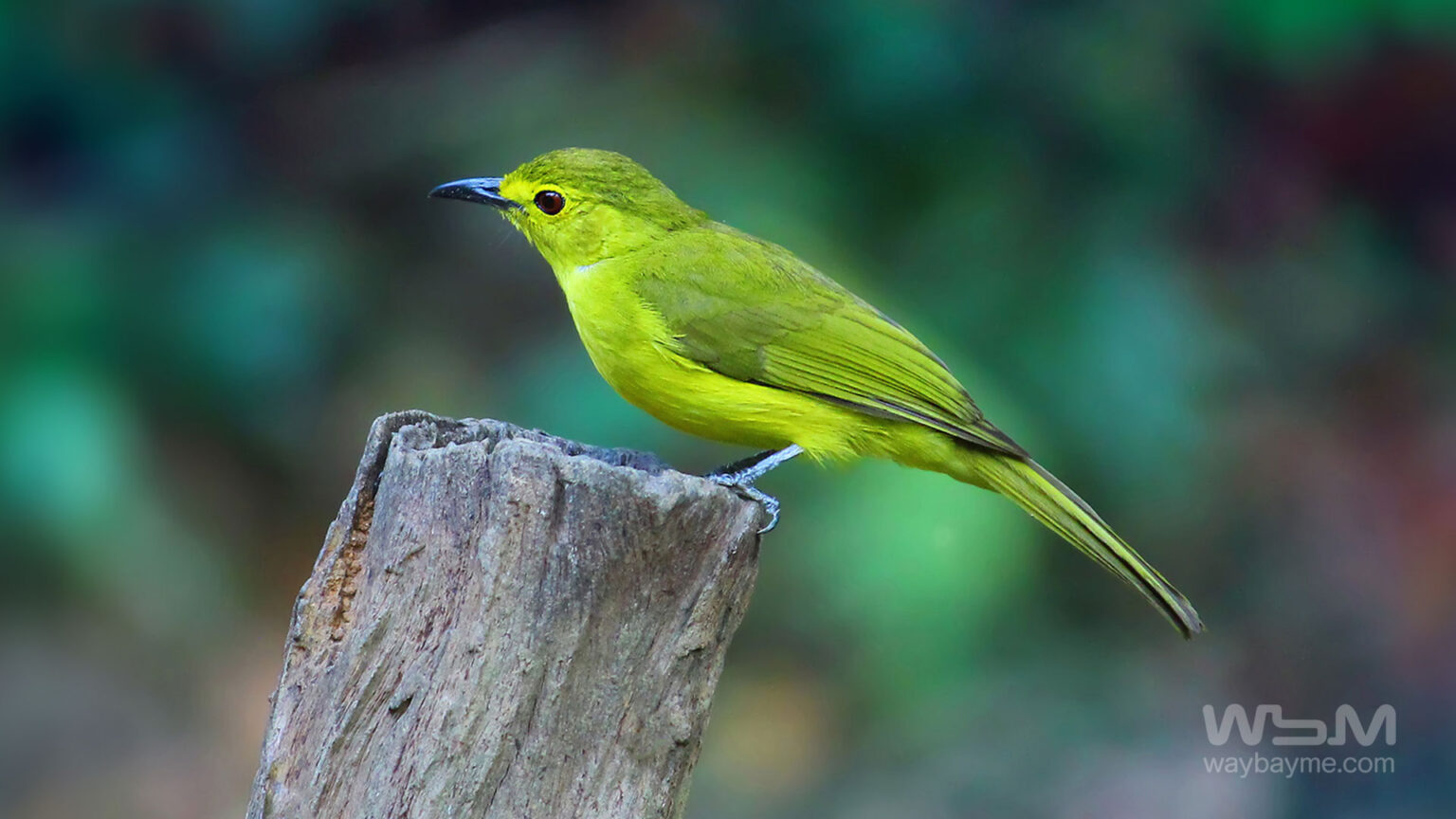 Birds of Kerala