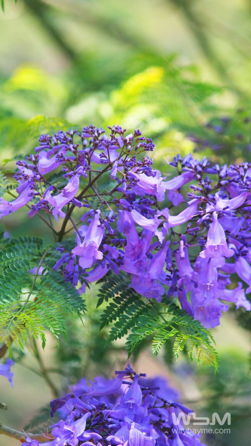 നീലവാക പൂക്കുമ്പോൾ – മാലാഖ മരമായി മാറിയ കഥ - jacaranda flower
